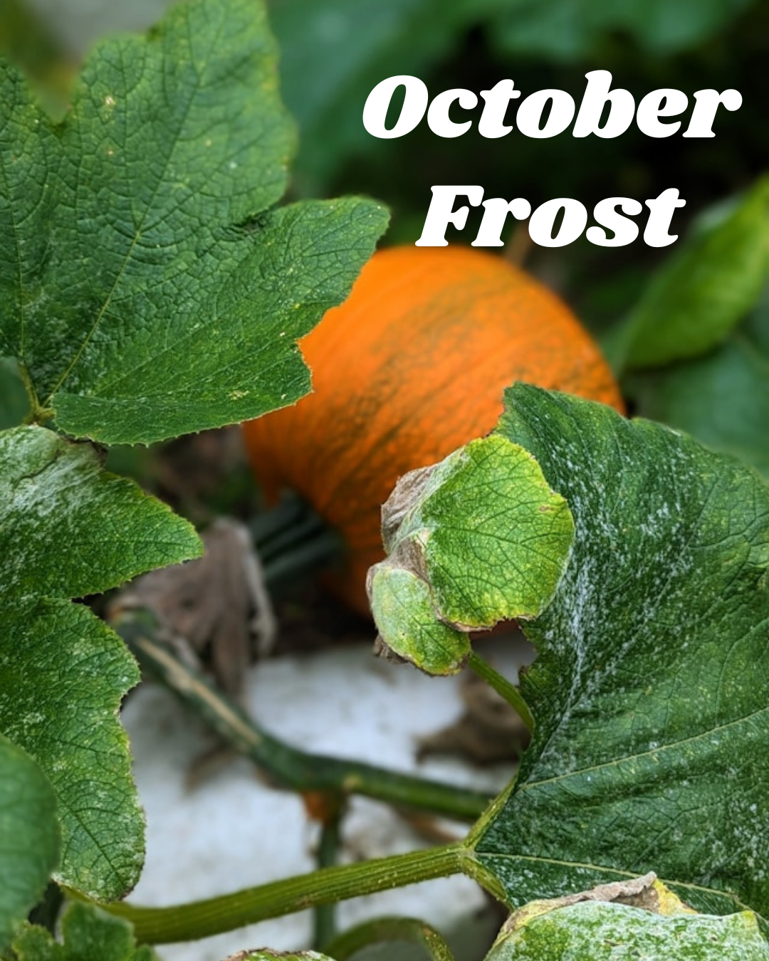 October Frost – The Author Stew webpage – Stories & Poems